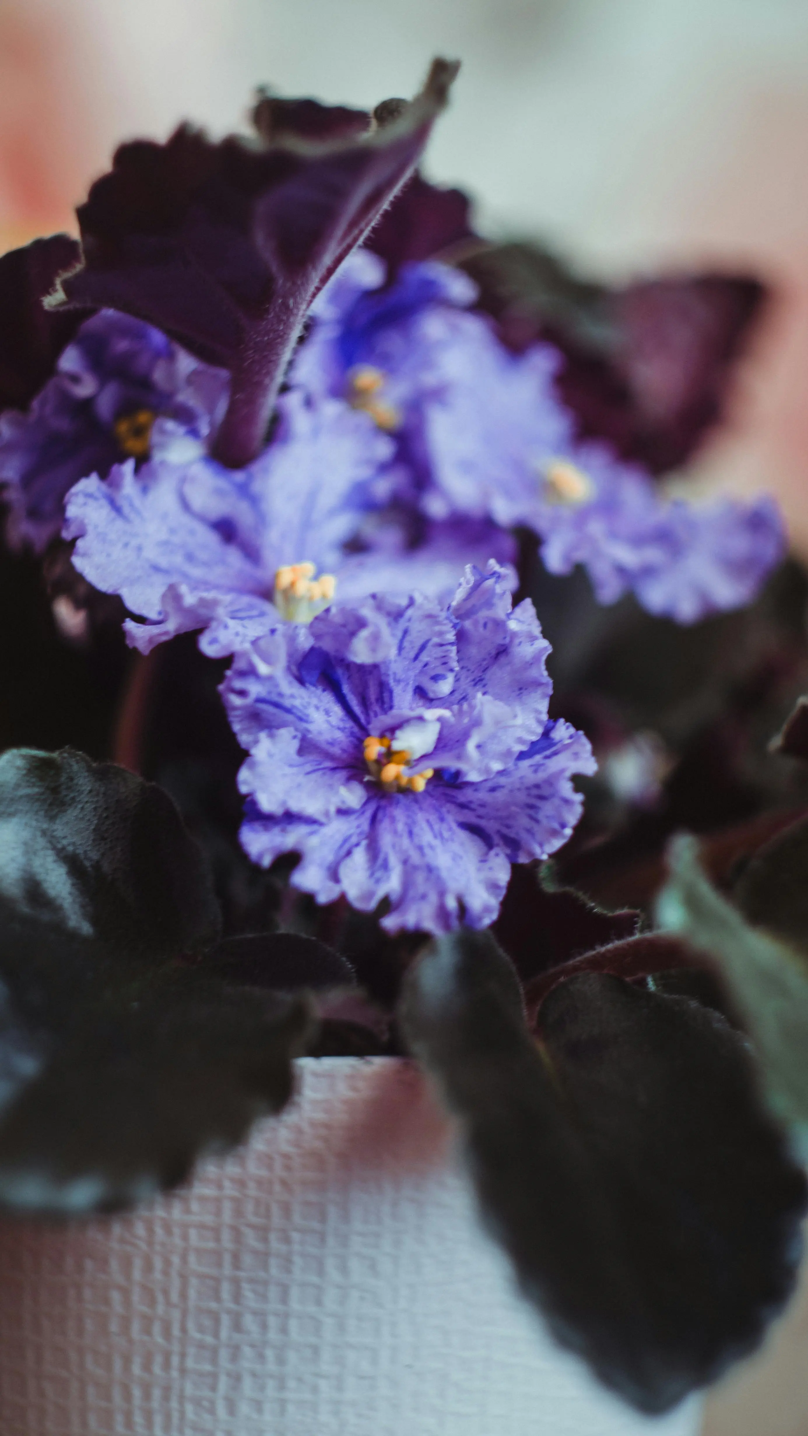 First Nighter African Violet Dallas